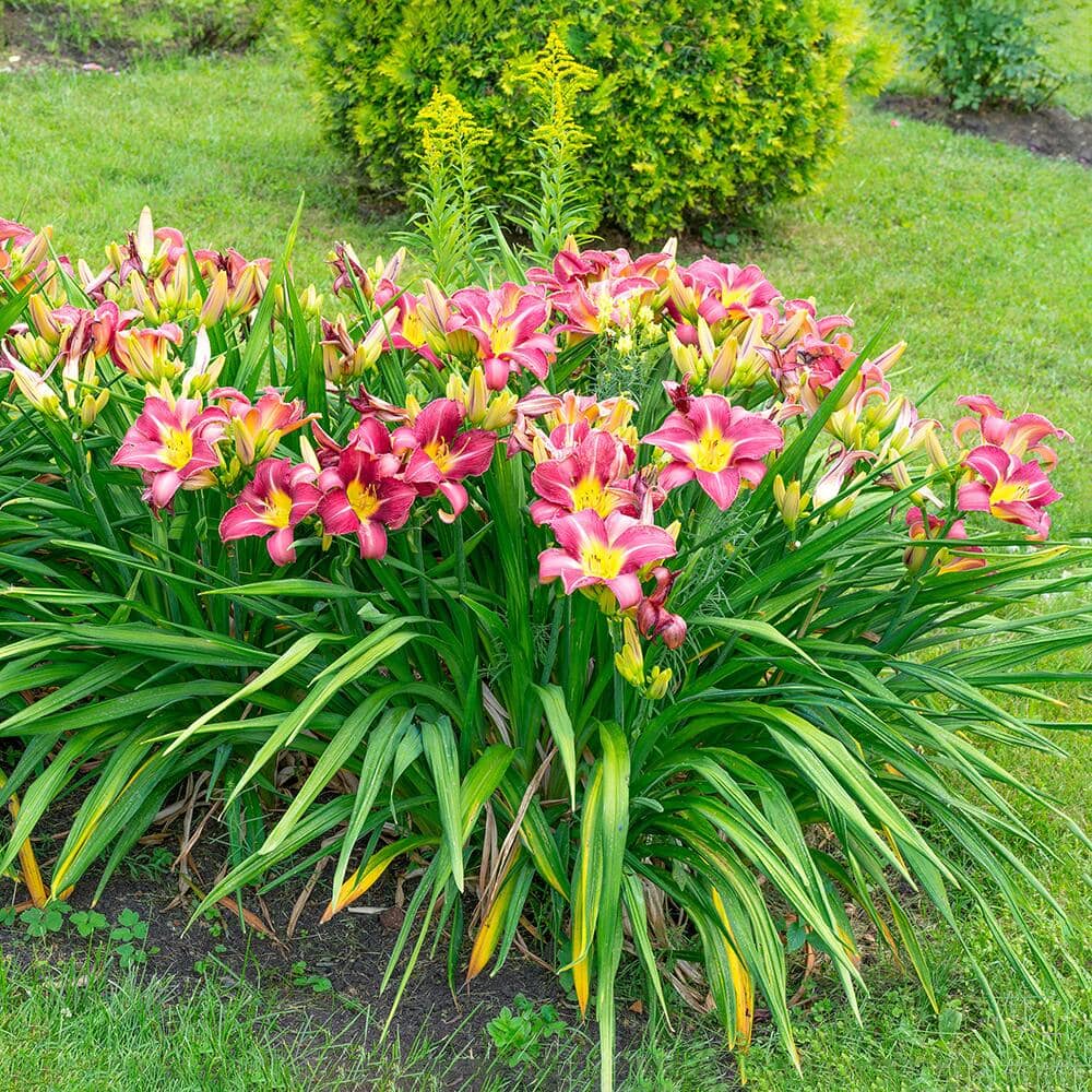 How to Grow and Care for Daylilies The Home Depot